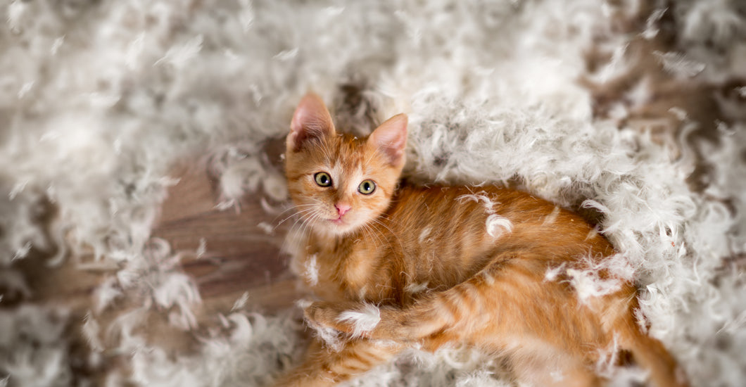 Leaving A Cat Alone While At Work: 10 Tips That Work – Purrs and Whiskers